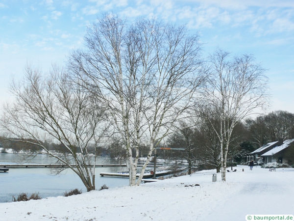Paper Birch | Betula papyrifera