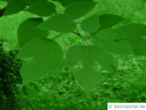 Paper Mulberry | Broussonetia papyrifera
