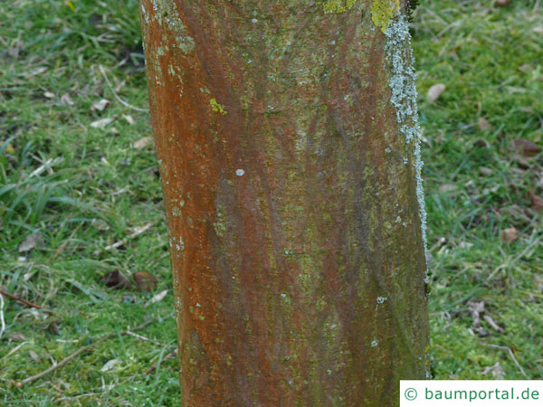 Paper Mulberry | Broussonetia papyrifera