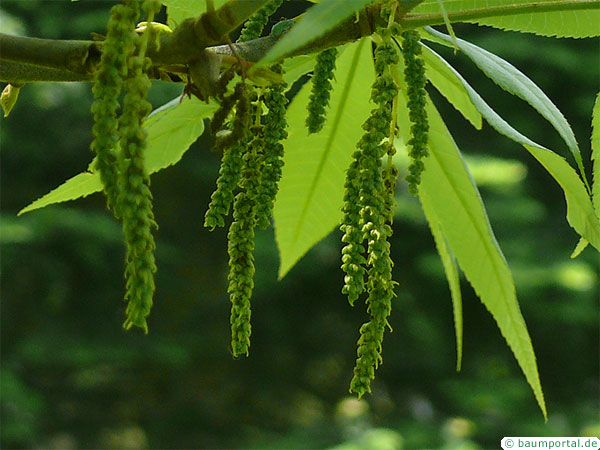 Pignut | Carya glabra