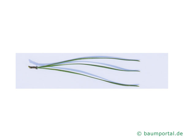 Pitch Pine | Pinus rigida