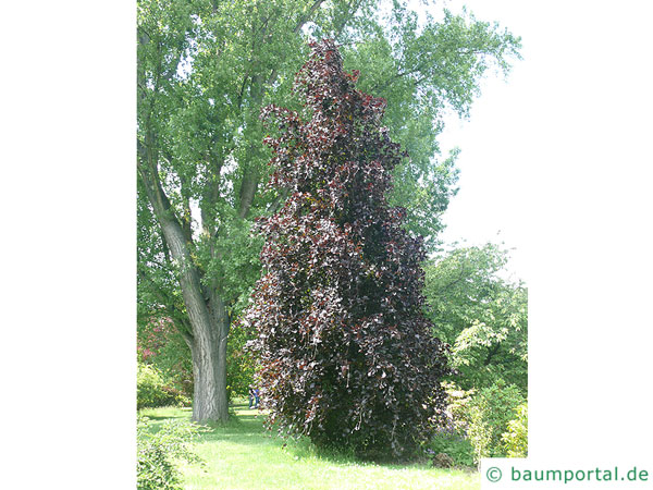 Purple Fastigiate Beech | Fagus sylvatica 'Dawyck Purple'