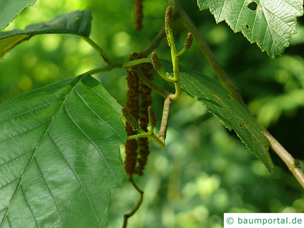 Red Alder | Alnus rubra