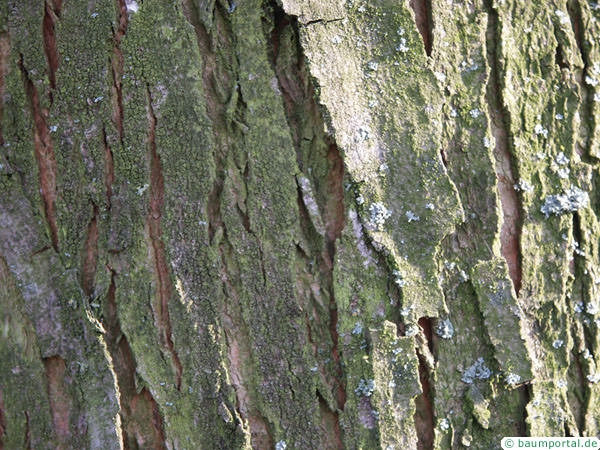 Silver Maple | Acer saccharinum