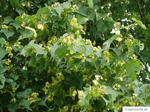 Small Leaved Lime | Tilia cordata