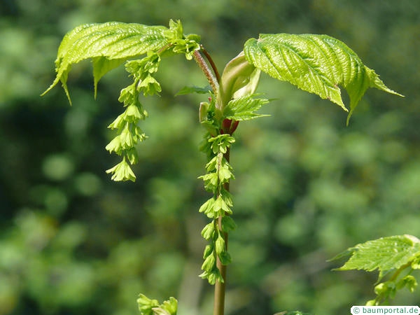 Striped Maple | Acer pensylvanicum