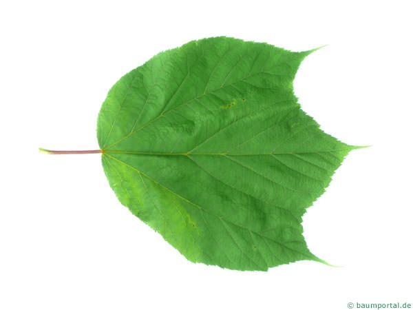 Striped Maple | Acer pensylvanicum