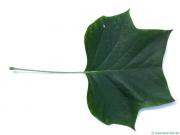 Trees Leaf-Shape Lobed | tree guide