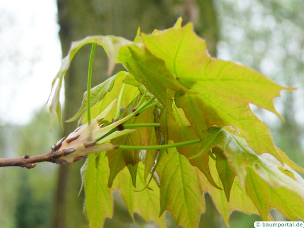 Sugar Maple | Acer saccharum