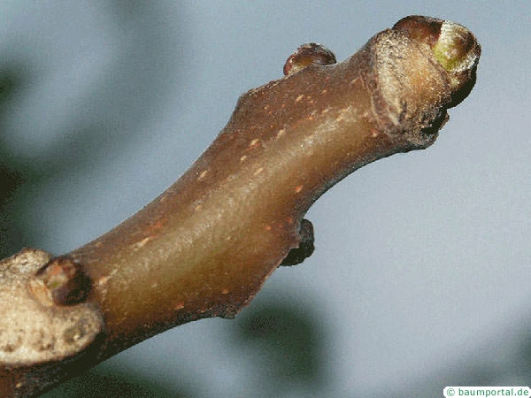 Buds Tree Of Heaven