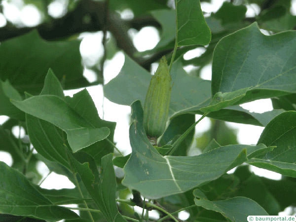 Tulip Tree | Liriodendron tulipifera
