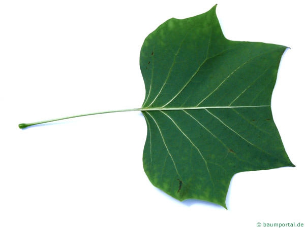 Tulip Tree | Liriodendron tulipifera