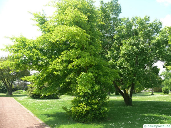 Black Tupelo | Nyssa sylvatica