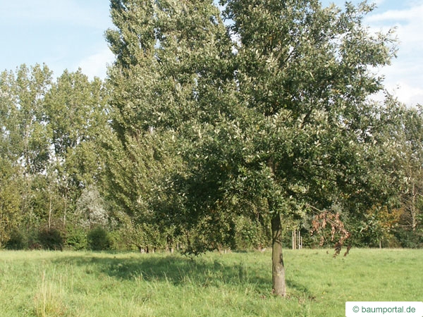 Turkish Oak | Quercus cerris