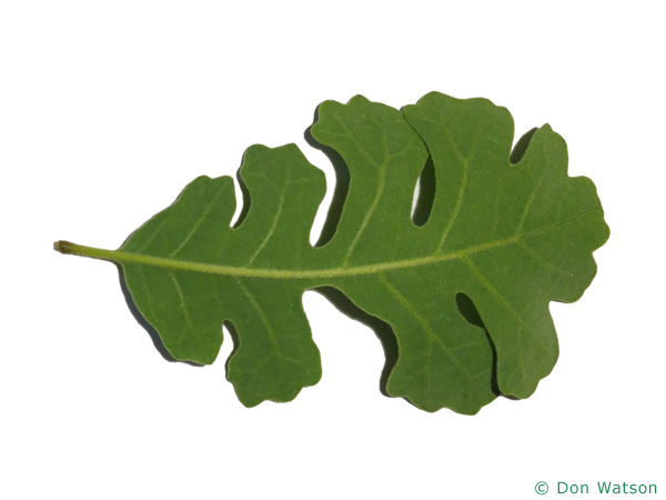 Valley Oak | Quercus lobata