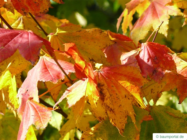 Vine Maple | Acer circinatum