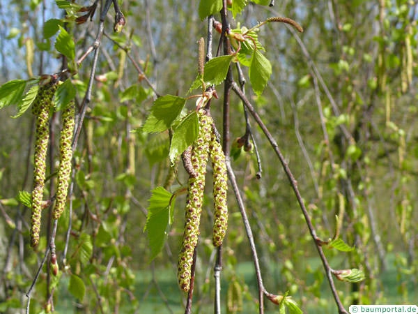 Birch | Betula pendula