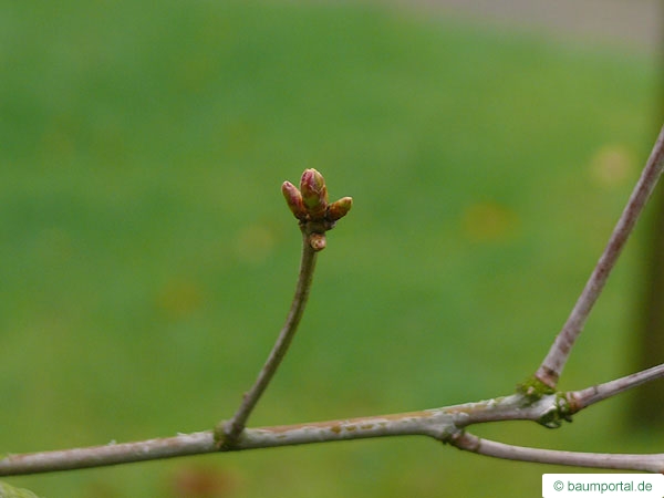 White Oak | Quercus alba