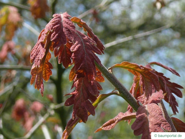 White Oak | Quercus alba