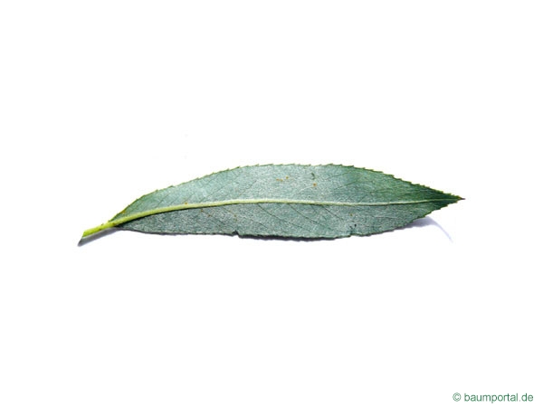 White Willow | Salix alba