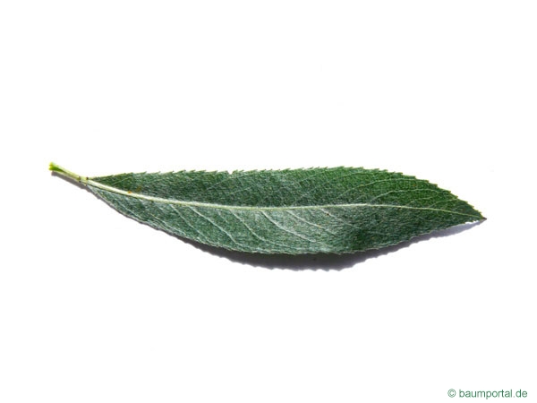 White Willow | Salix alba