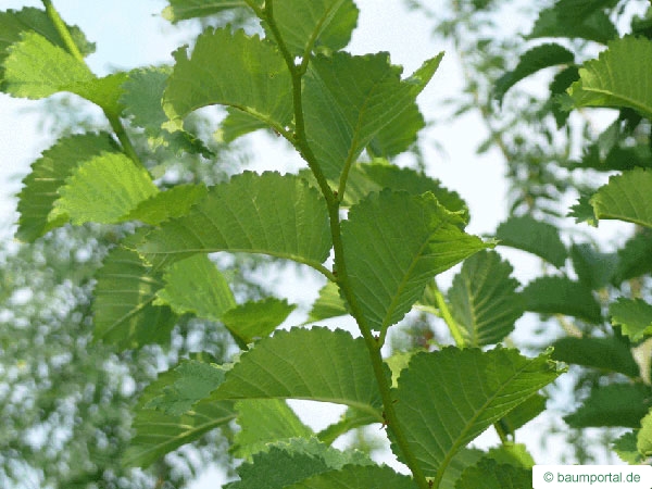 Wych Elm | Ulmus glabra