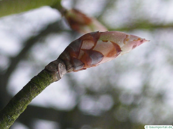 Yellow Buckeye | Aesculus flava
