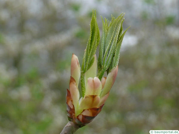 Yellow Buckeye | Aesculus flava
