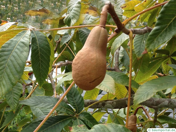 Yellow Buckeye | Aesculus flava